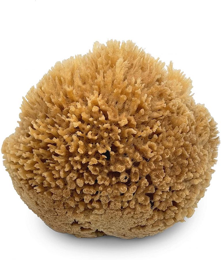 Natural Sea Wool Art Sponge: Premium Professional Grade 5"-6 ...